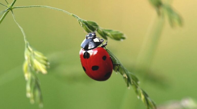 Bubamara - dobre i loše strane ovog insekta | Eko Tim