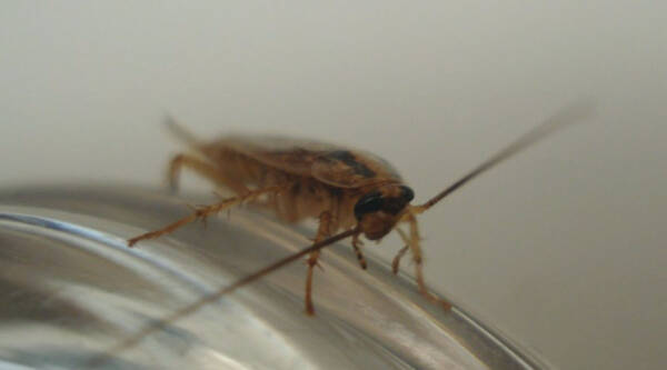 Buba Rus - kako se efikasno rešiti buba rusa | Eko Tim