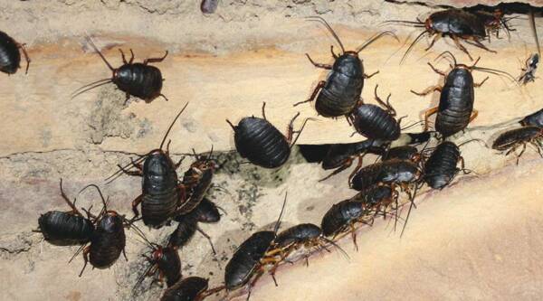 Bubašvaba - kako trajno uništiti bubašvabe | Eko Tim