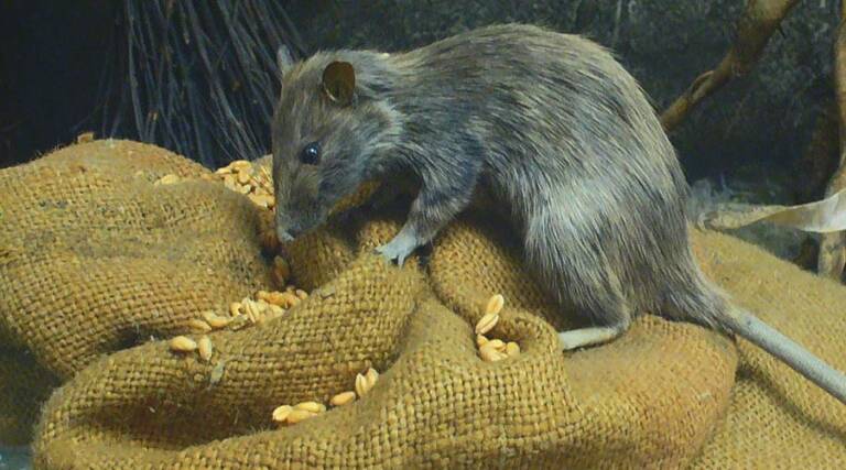 Pacovi - vrste i načini za uništenje pacova | Eko Tim