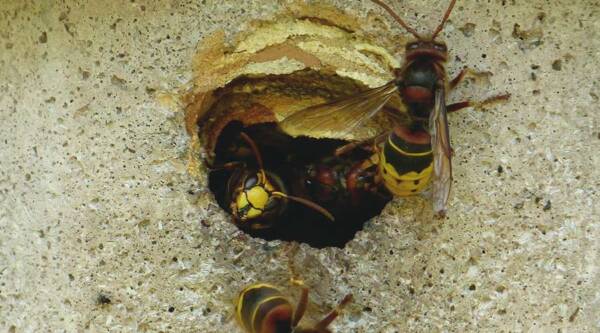 Kako uništiti gnezdo stršljena | Eko Tim DDD blog