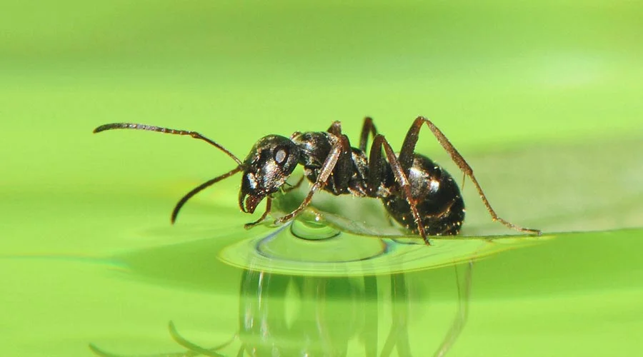 Mravi - kako se trajno rešiti mrava u prostorijama | Eko Tim