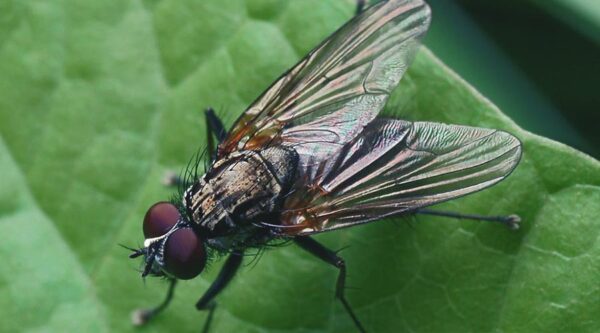 Muve - vrste muva i kako ih se efikasno rešiti | Eko Tim