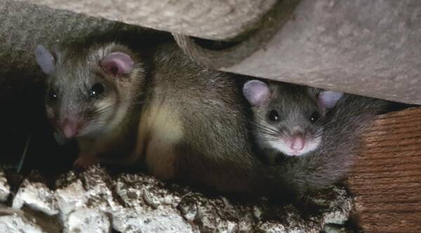 Puh - kako izgleda životinja i kako ih se rešiti | Eko Tim