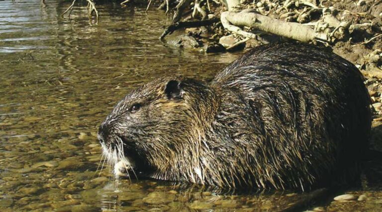 Vodeni pacov - kako izgleda i zašto je štetan | Eko Tim